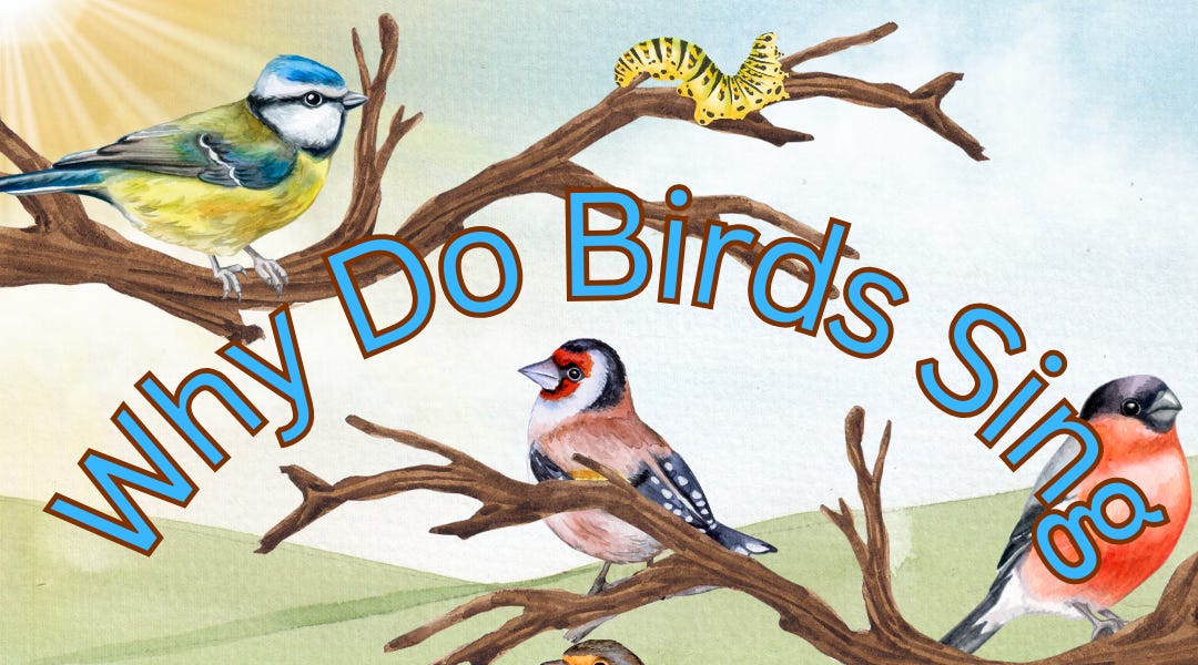 Why do birds sing? - by Hannah Rose - Animal Anthology