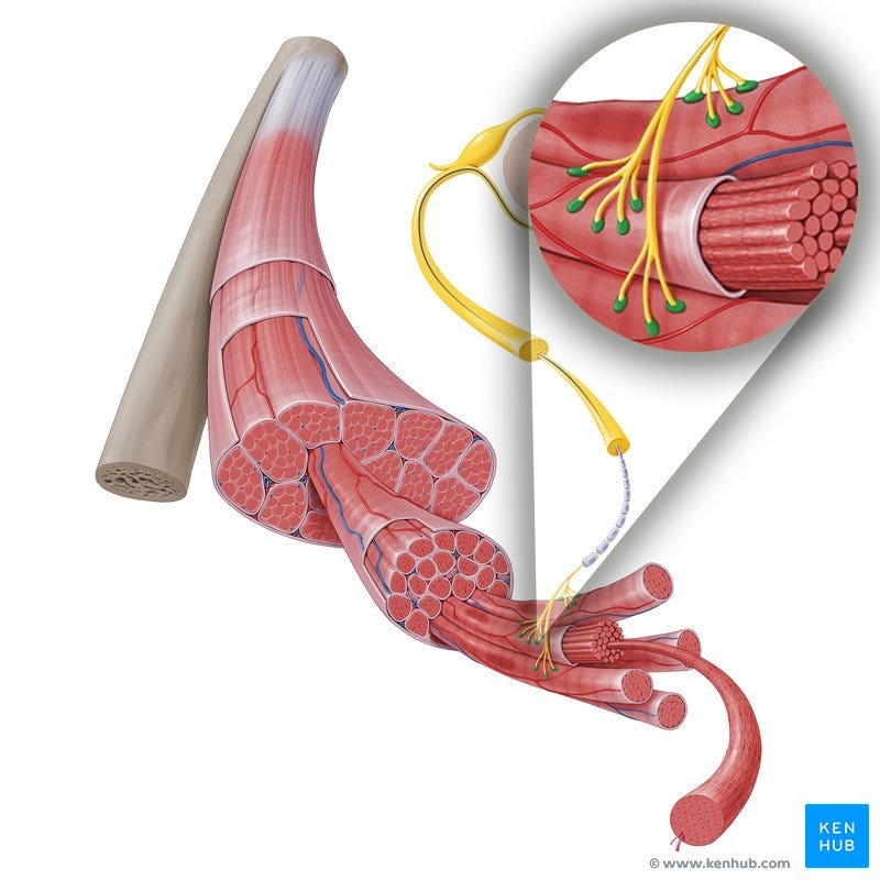 Leg Strength and Brain Health: The Link Explained