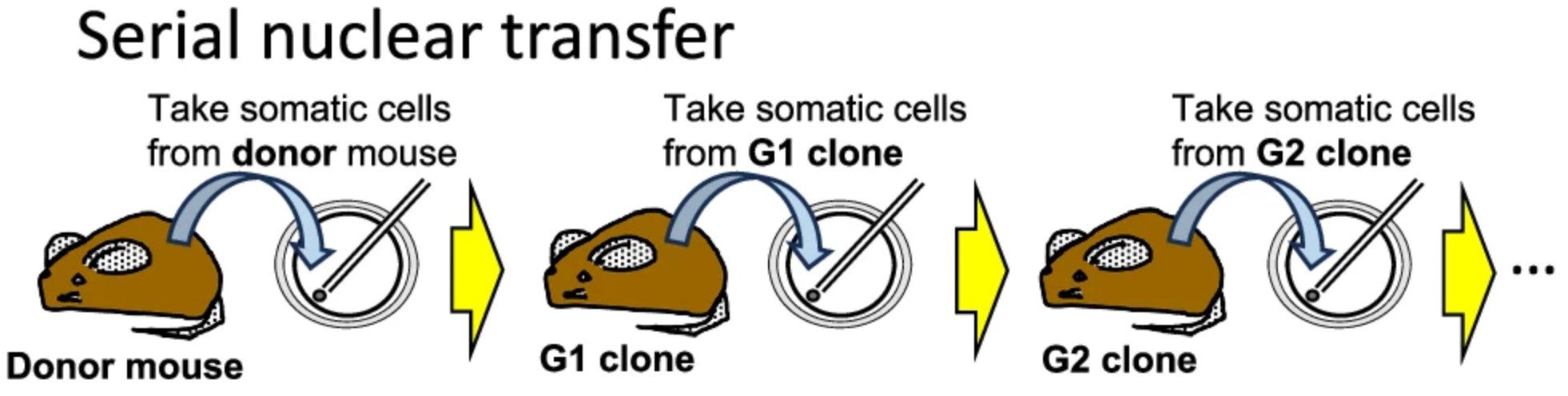 What happens when you clone mice for 20 years straight?