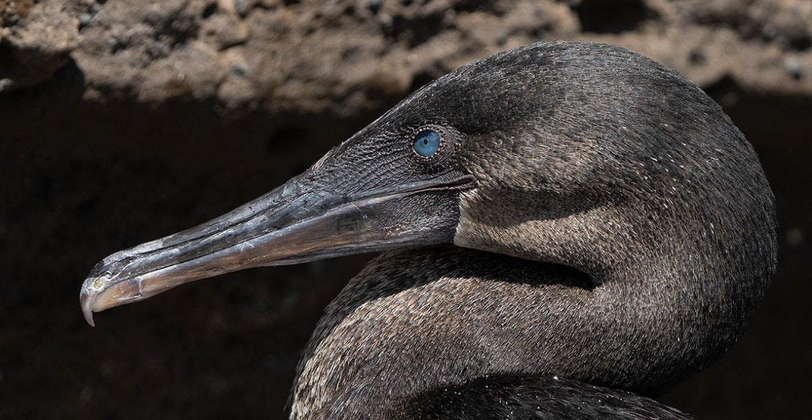 Galapagos! - 10,000 Birds