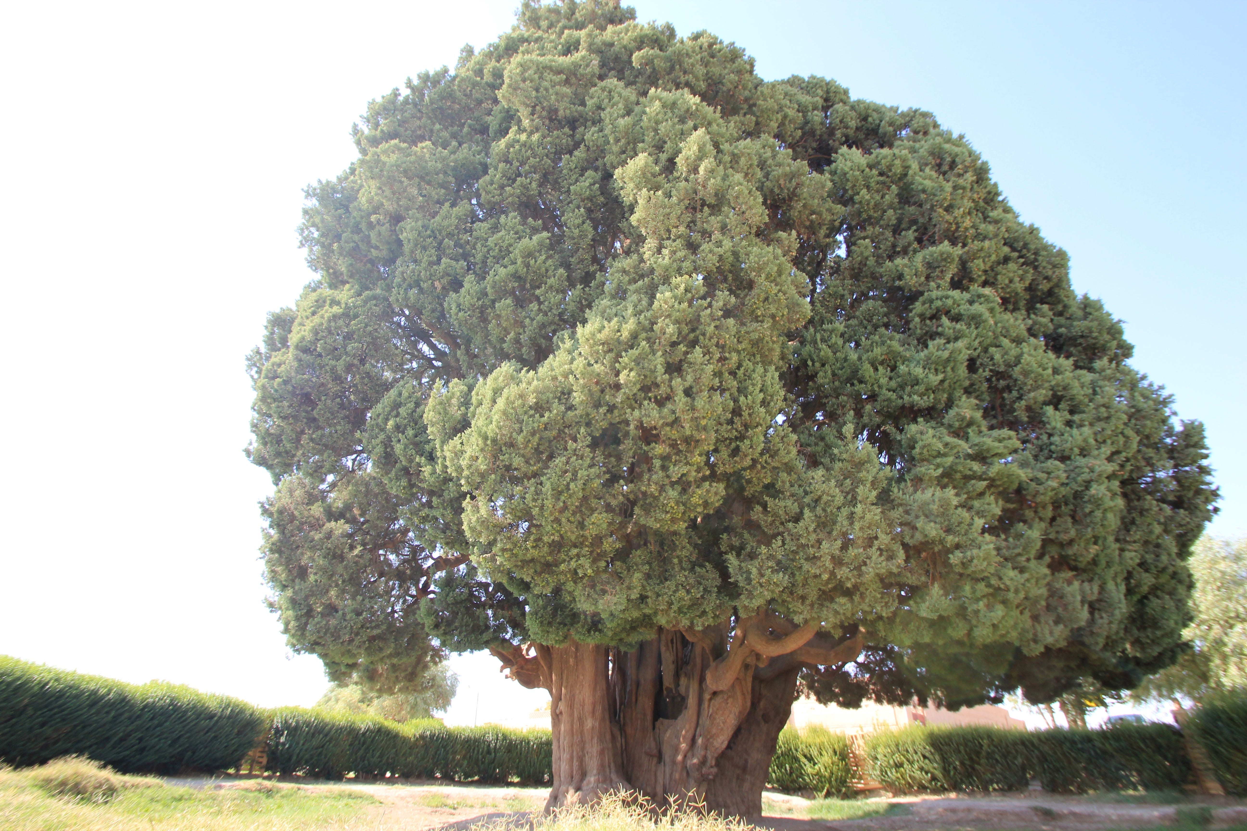 Iran is Home to One of the World’s Oldest Trees