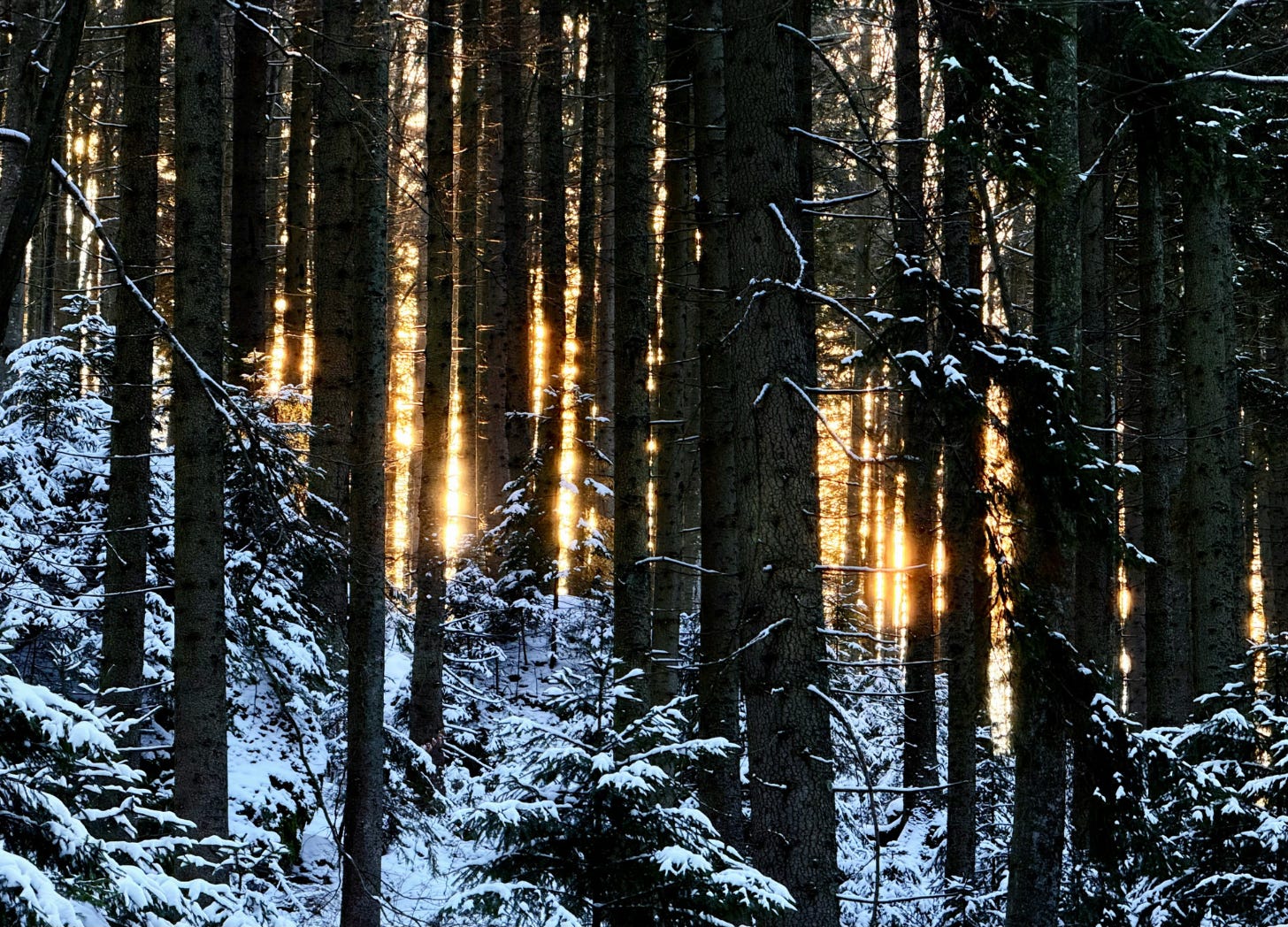 Solstice: Down to the Root - by Lara Heppell