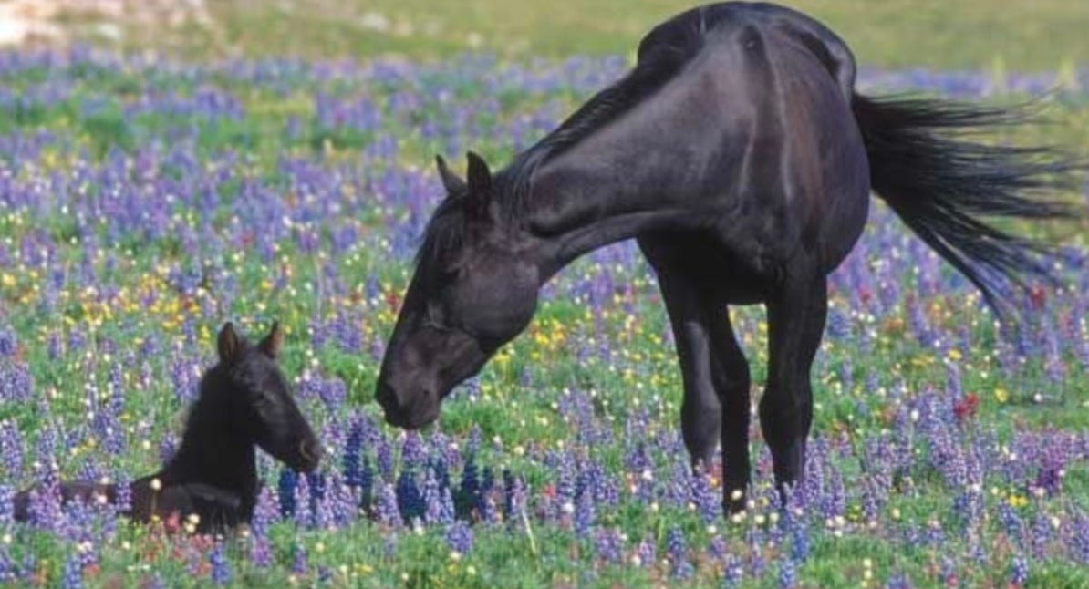 All the Pretty Ponies - by Lionel Atwill - This Old Vet