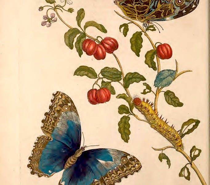 Romance and Reality: Why Does the Butterfly Deny That It Was Once a ...