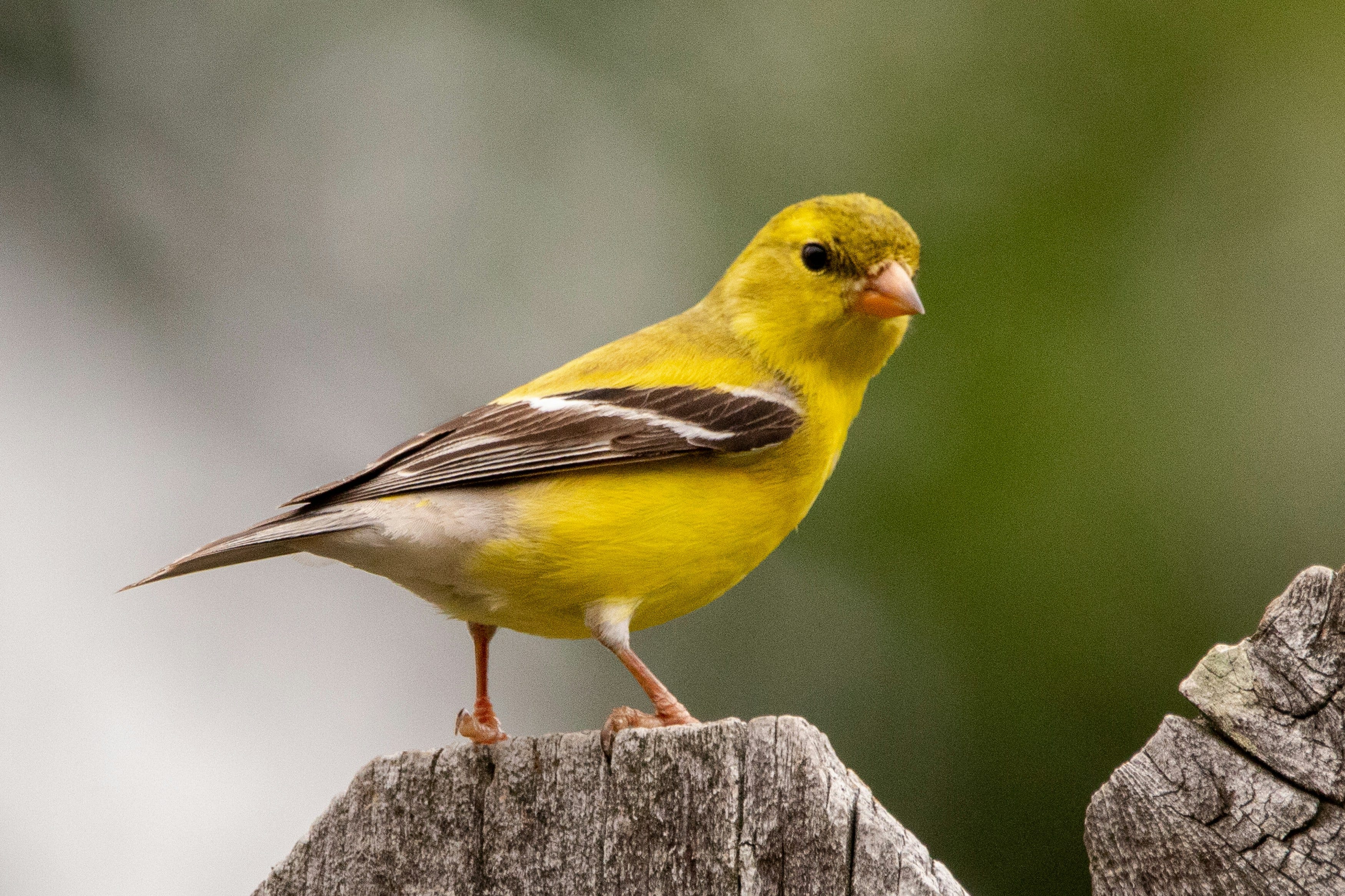 A Love Letter to All the Canaries - by Chris Stephens, CPA