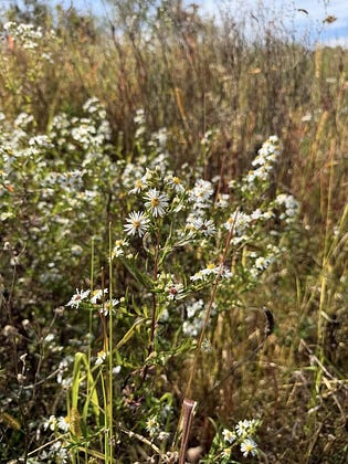 Alexandra Fasulo | Substack