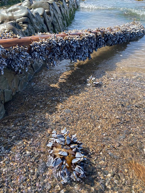 goose barnacles blackpool