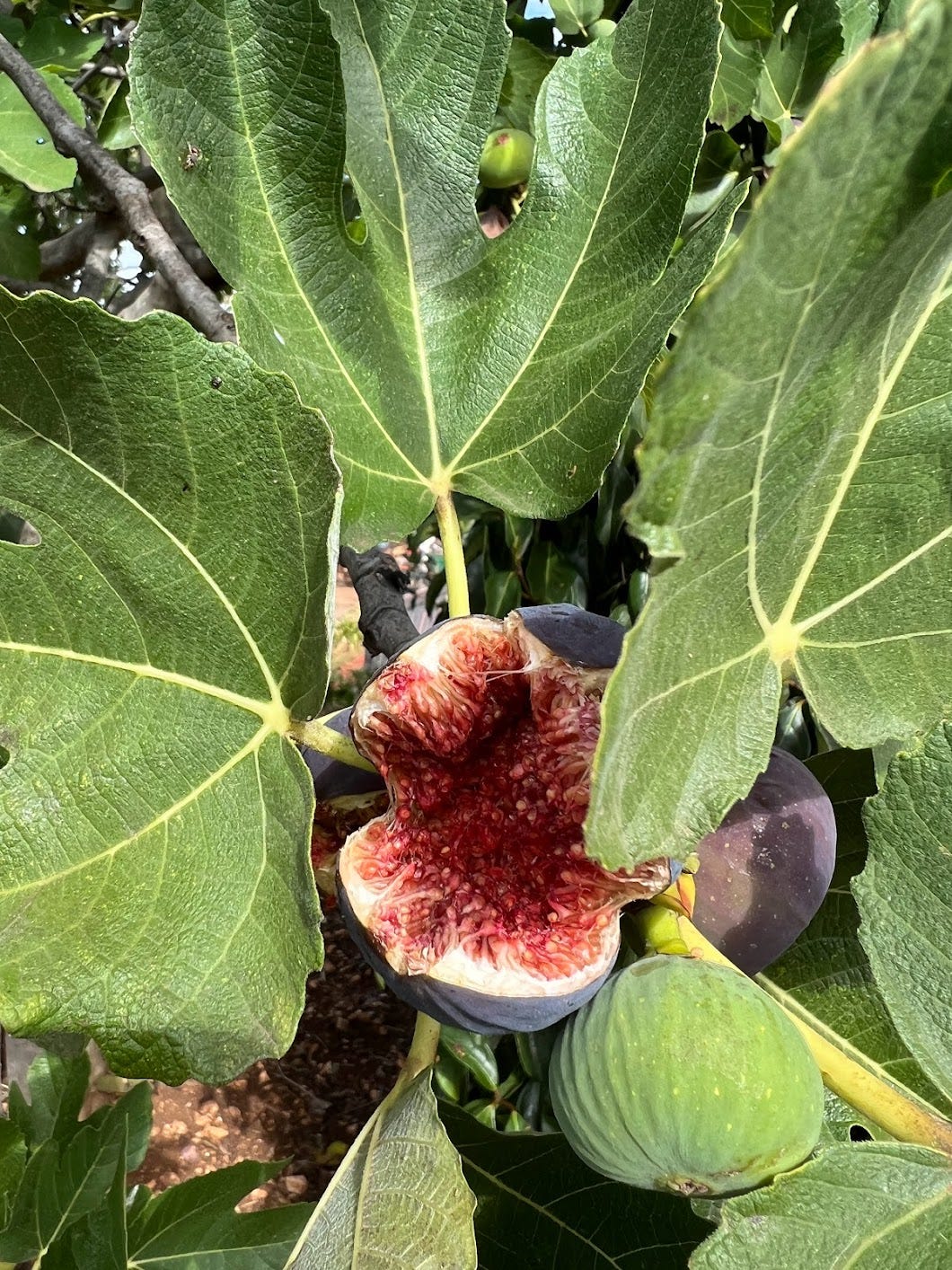 A Short Survey of Figs: From the Smell to the Fruit