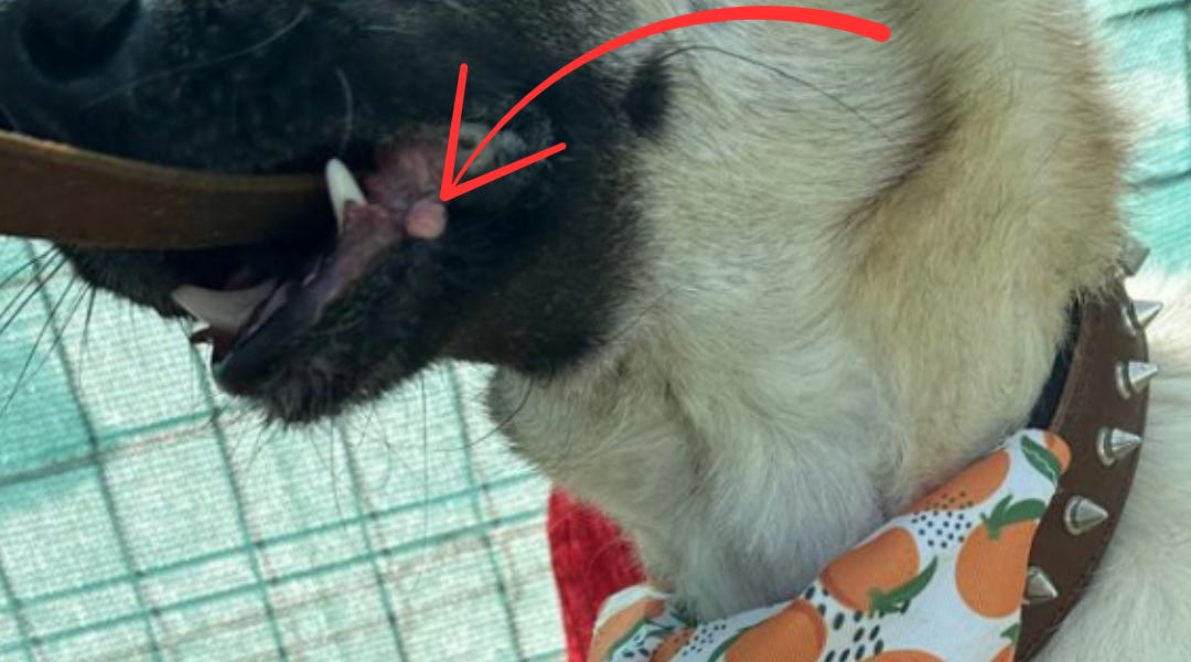 Papilloma Virus in Dogs: What It Means for Shelters and Veterinary Clinics