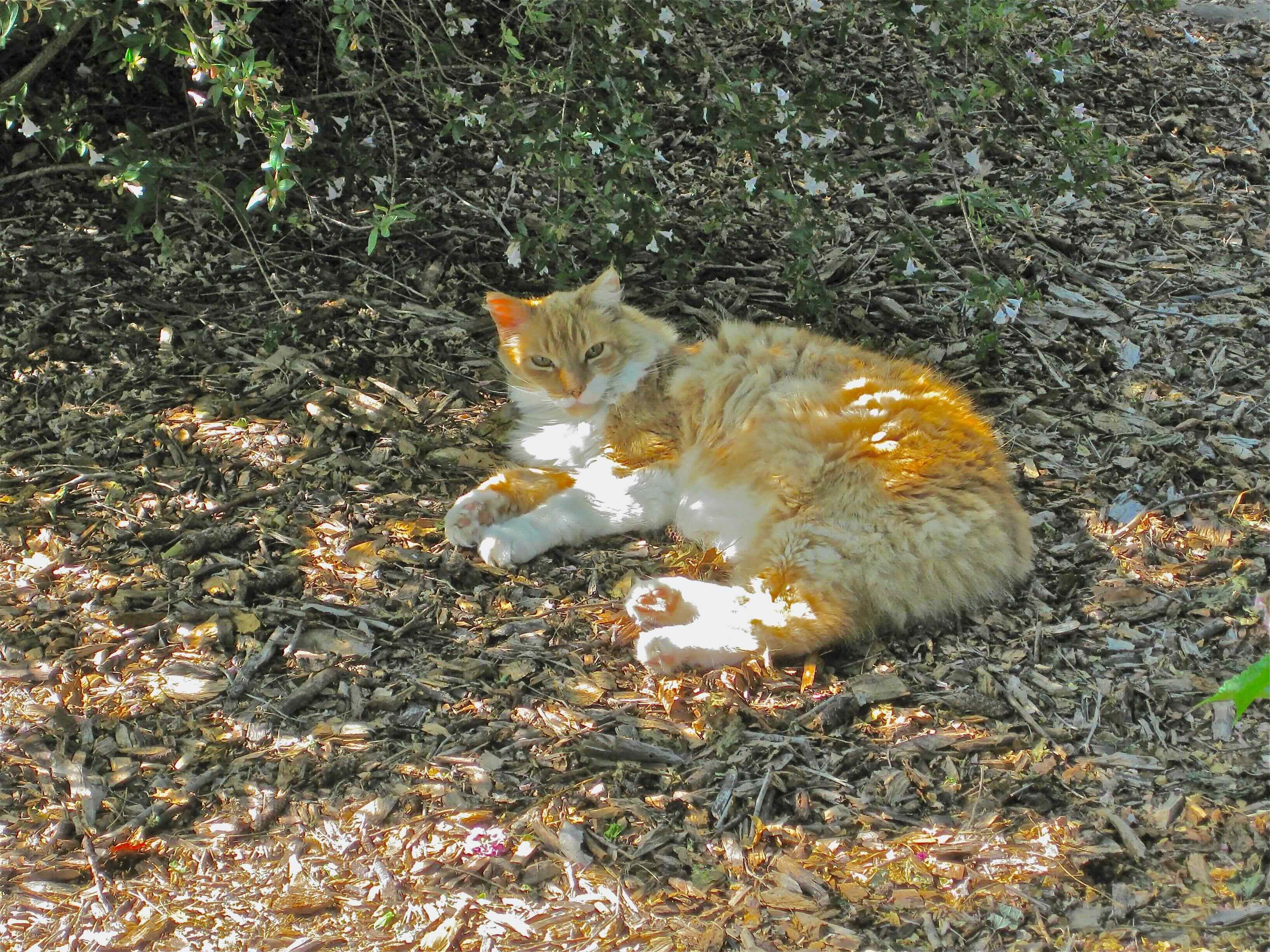 Can Termites Live in Mulch? - by Fred Hoffman