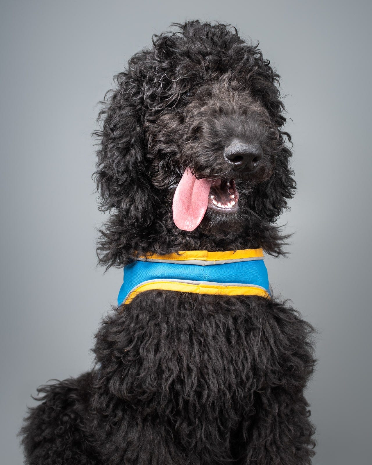 En traduction, Poutine a traité les dirigeants européens de « caniches ...