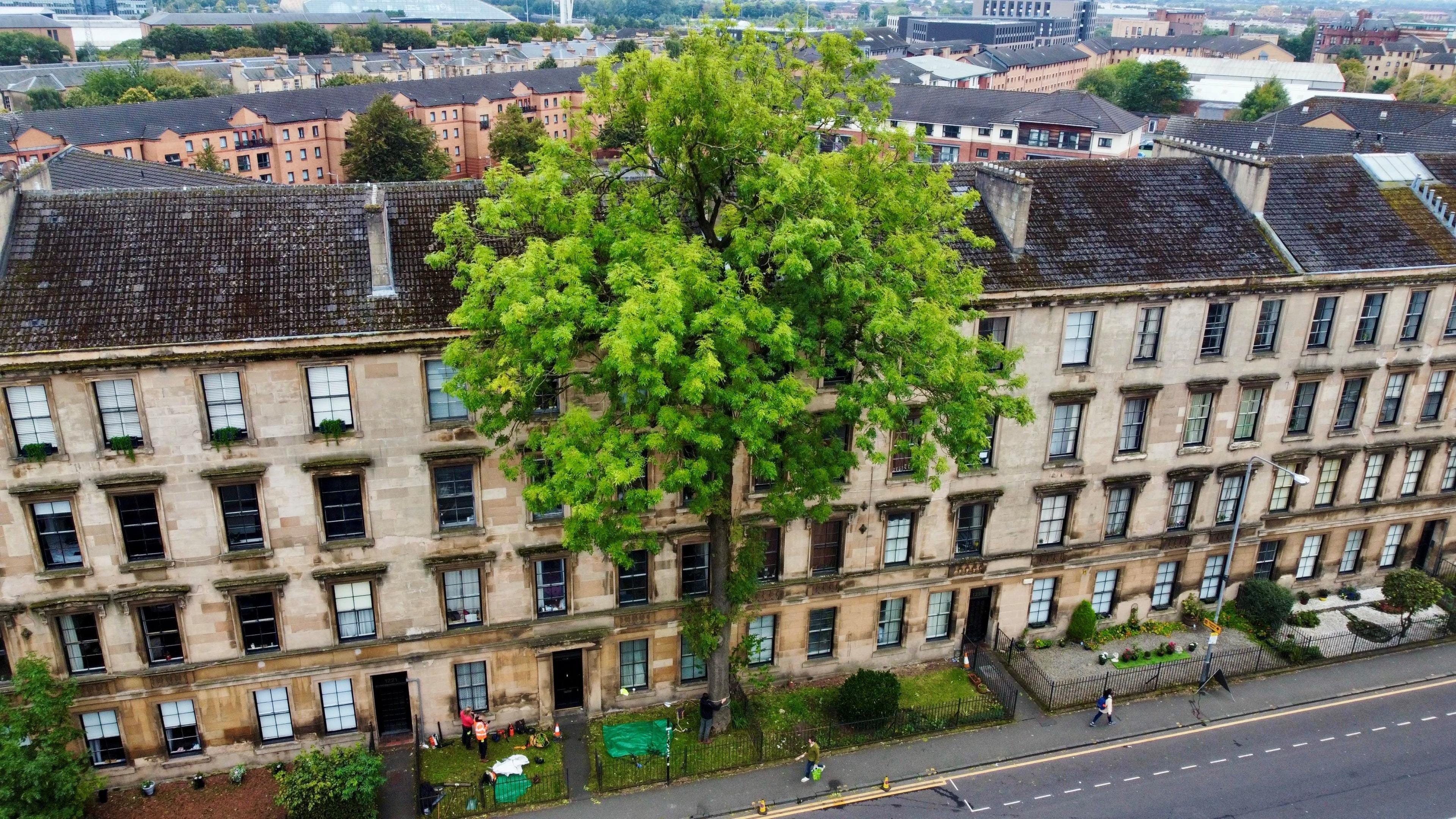Glasgow’s Argyle Street ash named UK Tree of the Year 2025