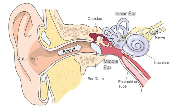 How does hearing work? - by Neil Canham - Spinning Down