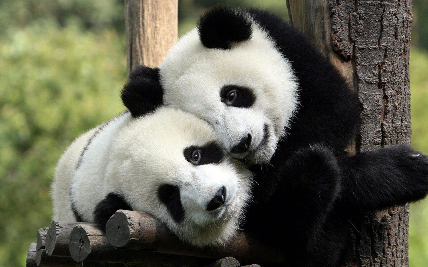 Panda Bonding! - by Markandeya Karthik - markonomics