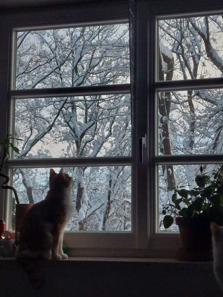I Love Cold Things... But Not Your Coldness
