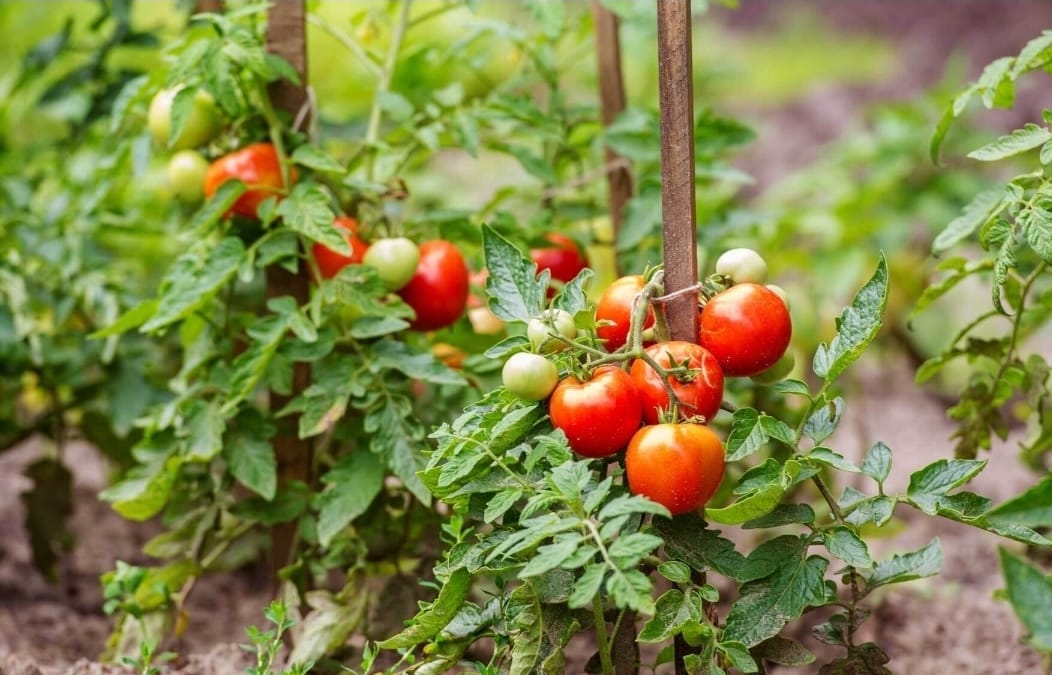 Letter from Africa - by Ken Lipenga - Ken’s Substack