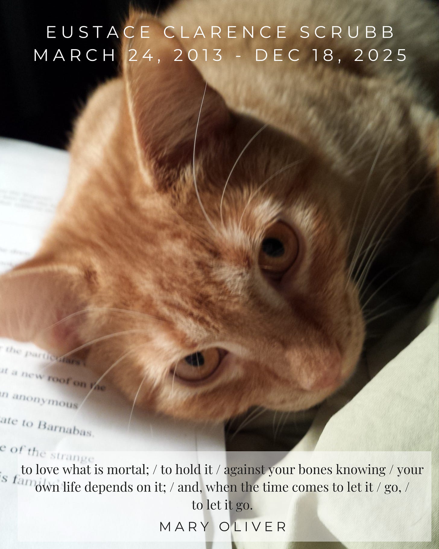 Saying Goodbye - by Stephanie Cain