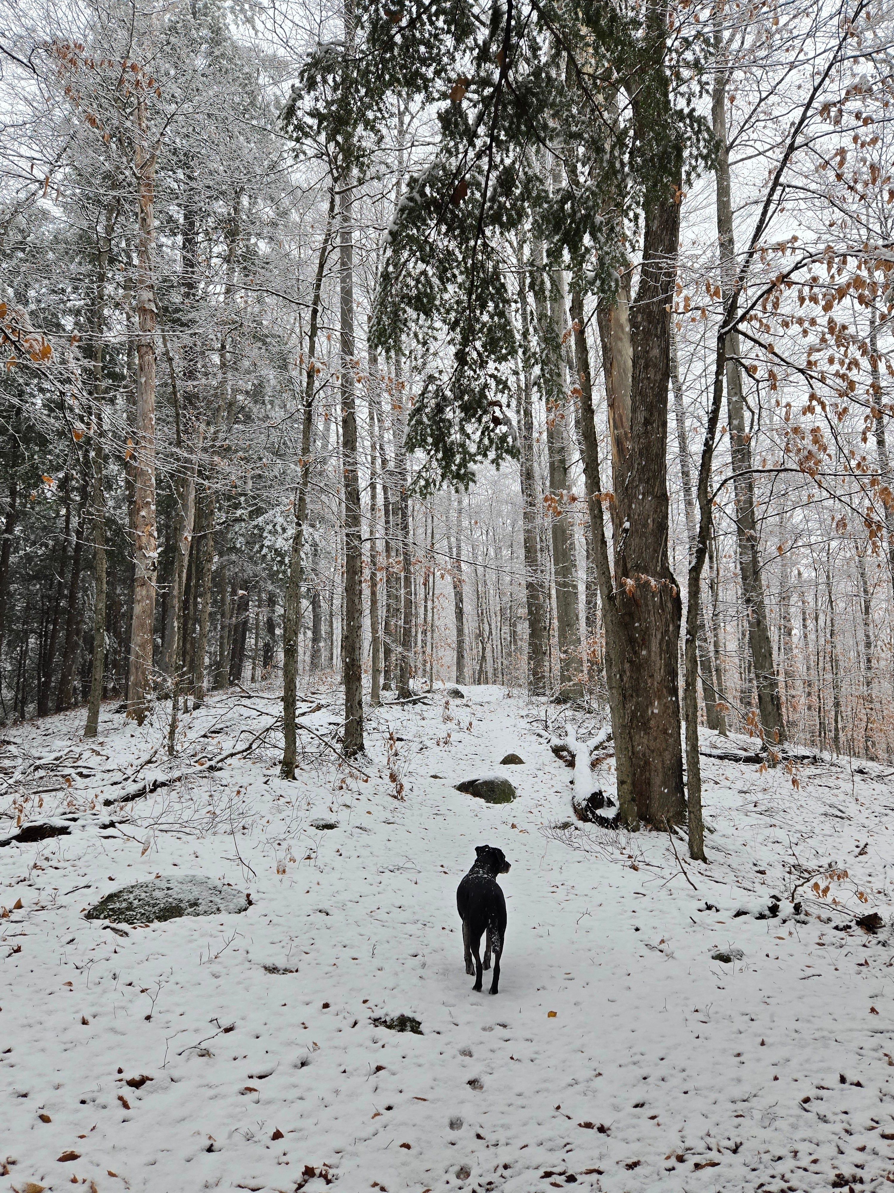 Whose Woods These Are - by Denise T Drapeau