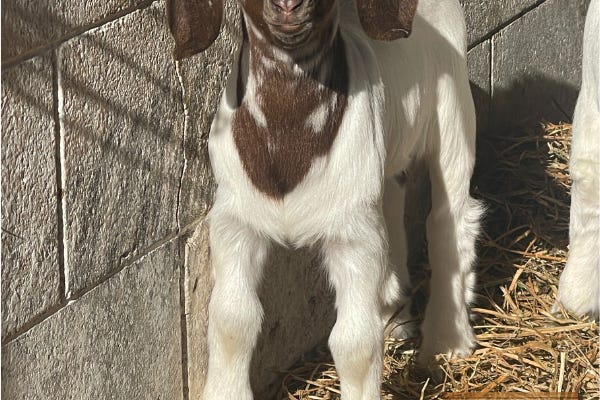 The Goat Barn | Amanda Pieper | Substack