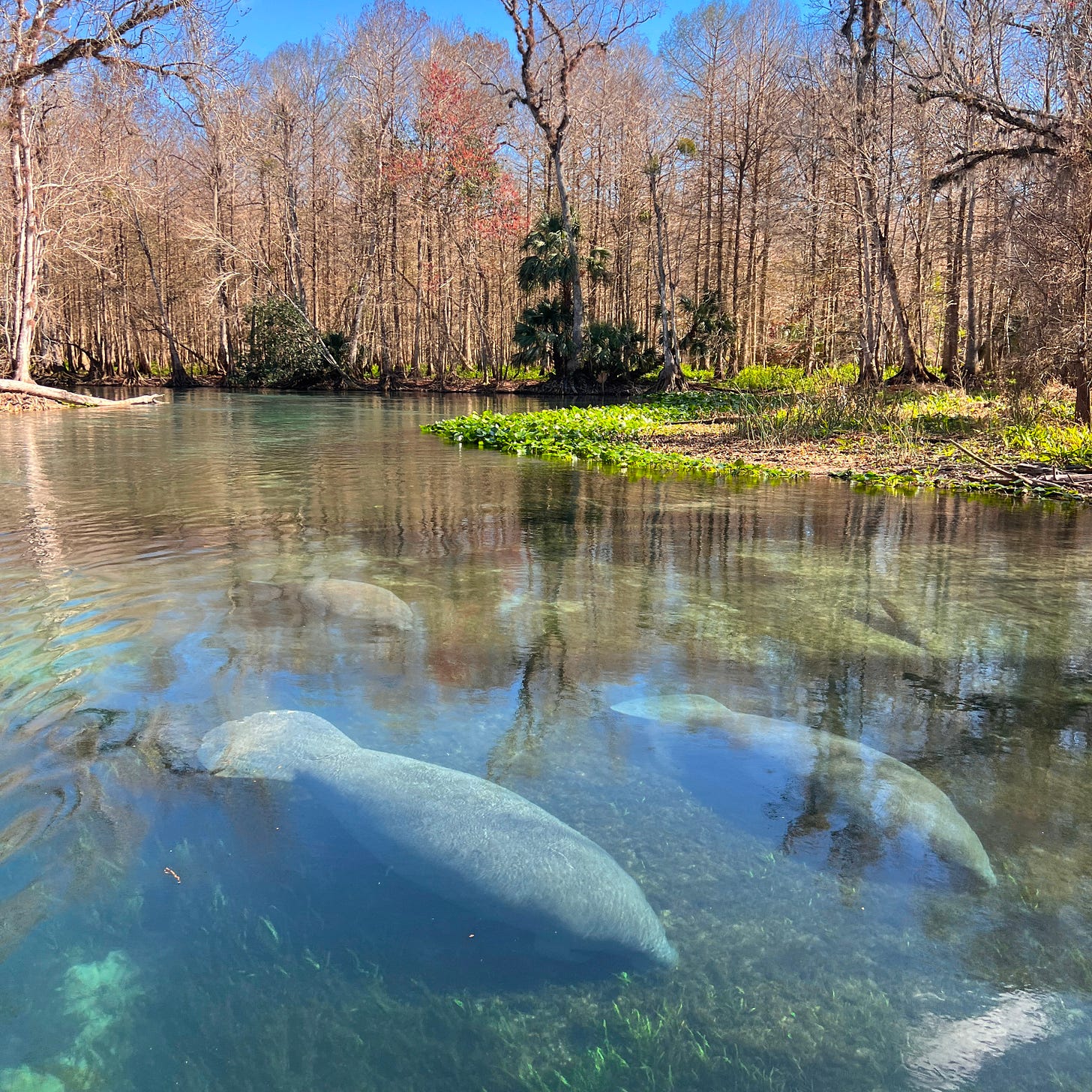 The Top 5 Places to See Manatees Right Now in Florida