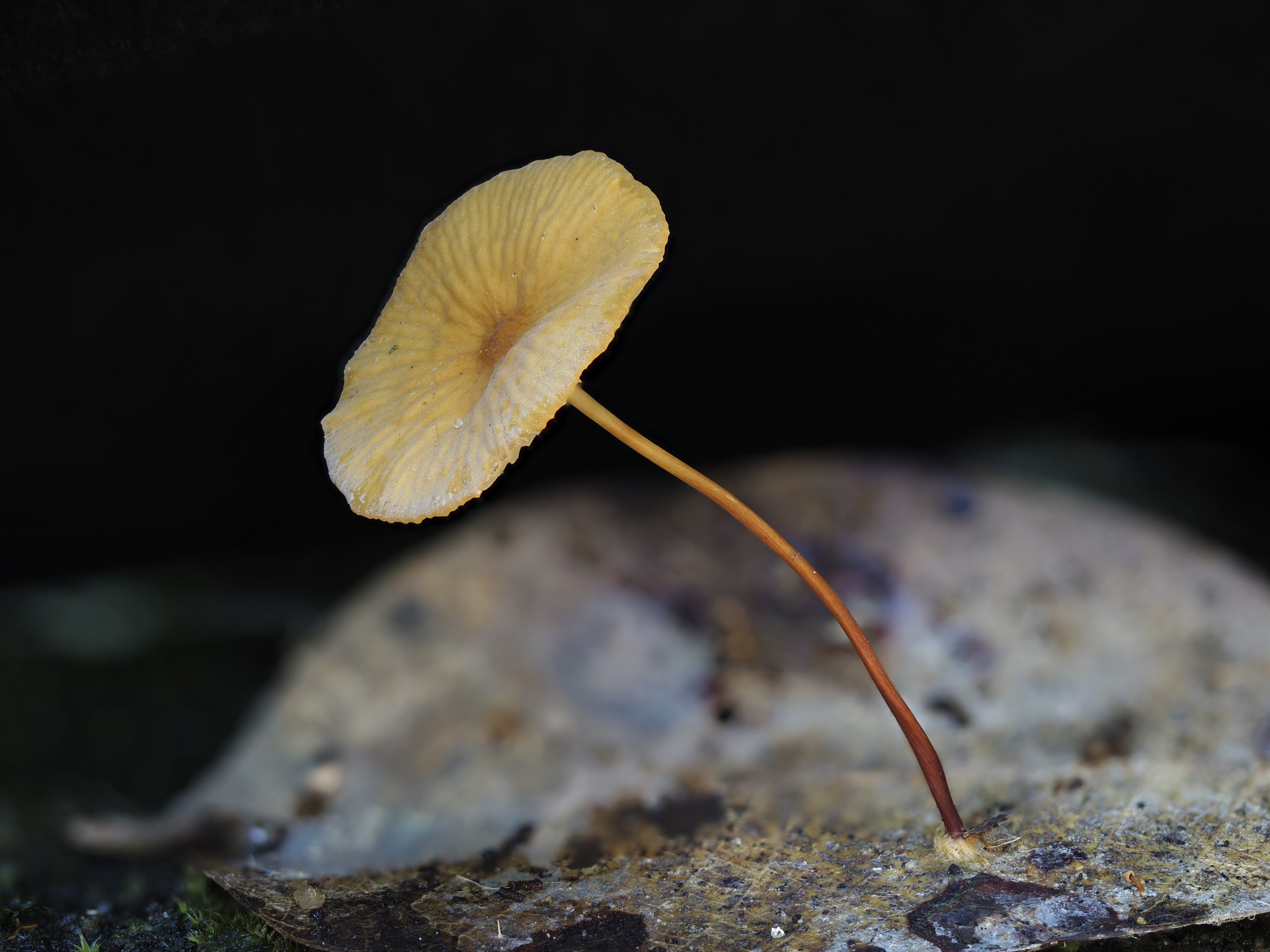 A Luminous Porecap and Other Fungi in Kuala Lumpur