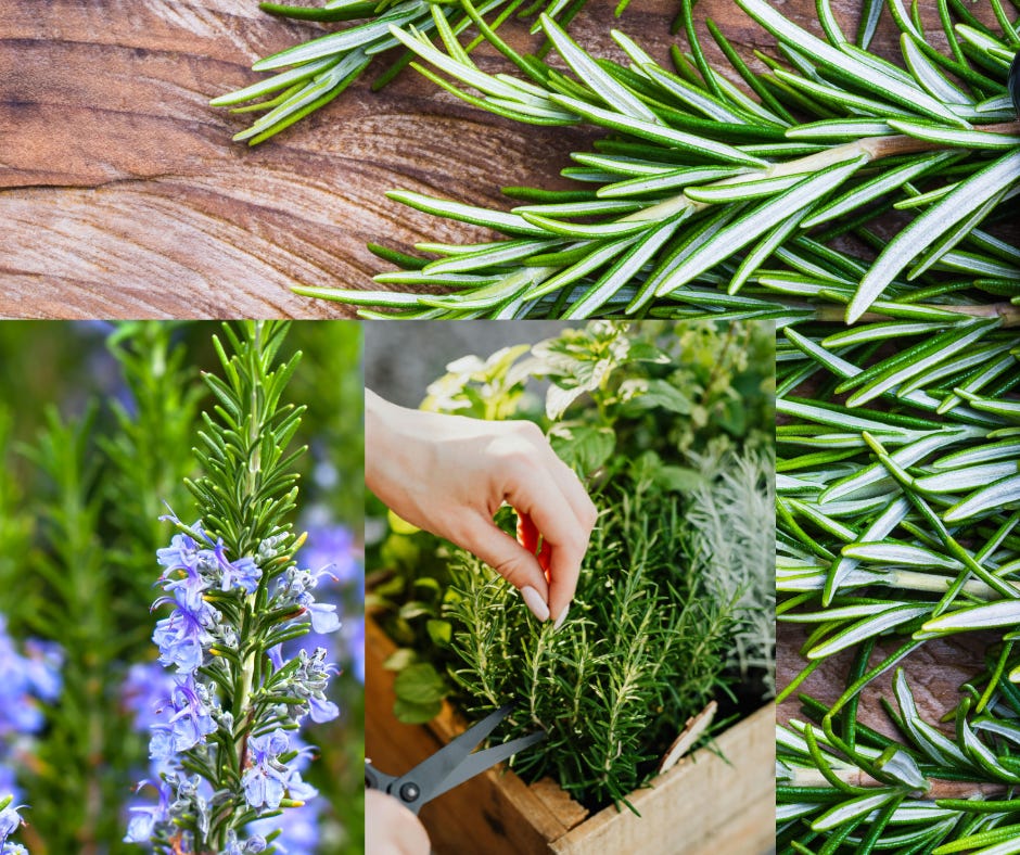 Medicinal Benefits of Common Culinary Herbs: Parsley, Sage, Rosemary ...