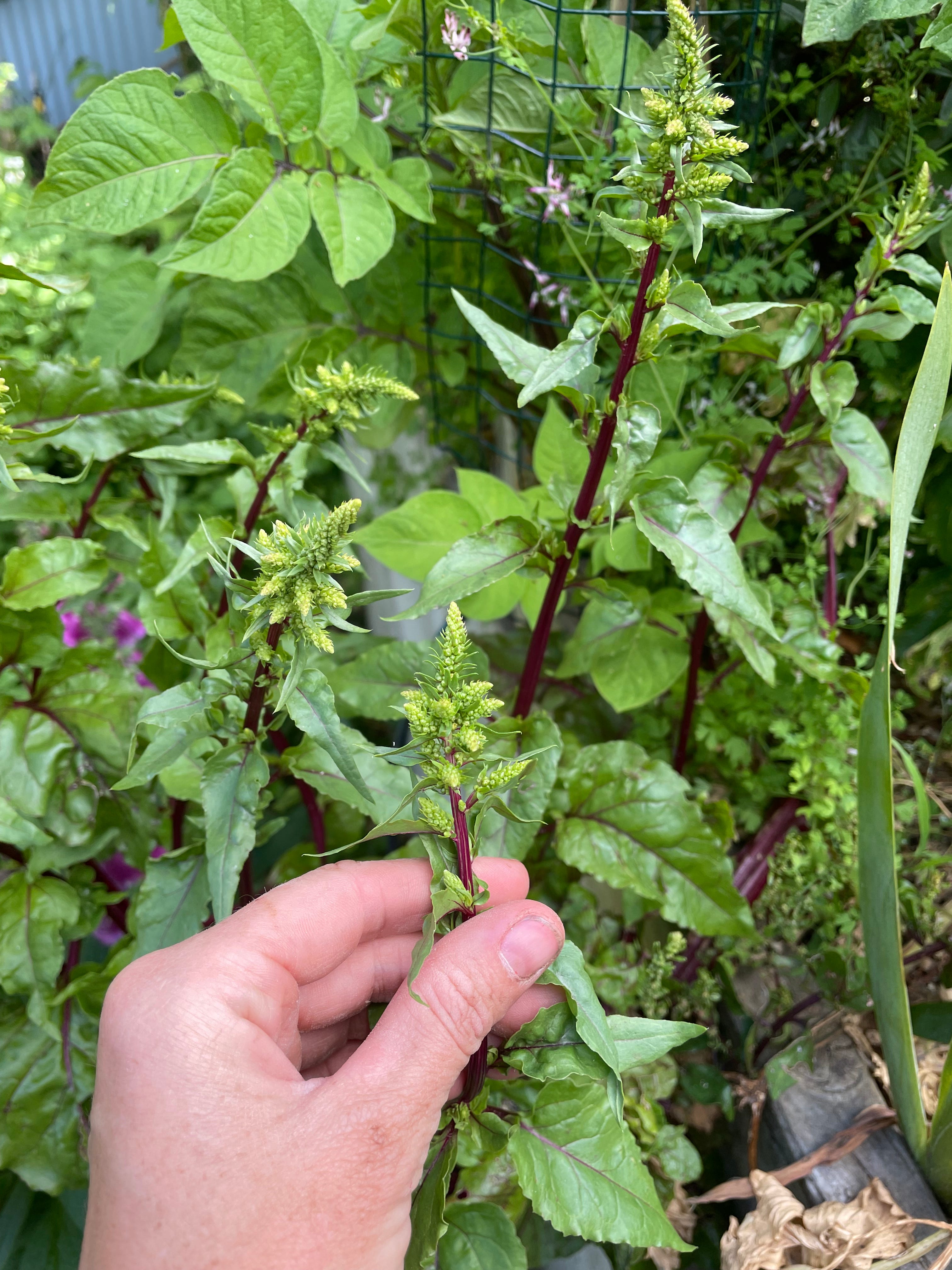 The heat and the rain - by Zoe Barry - Very Good Gardening