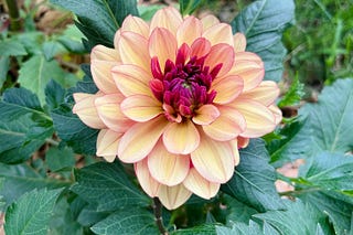 Juliebeans | Julie Beans | Substack