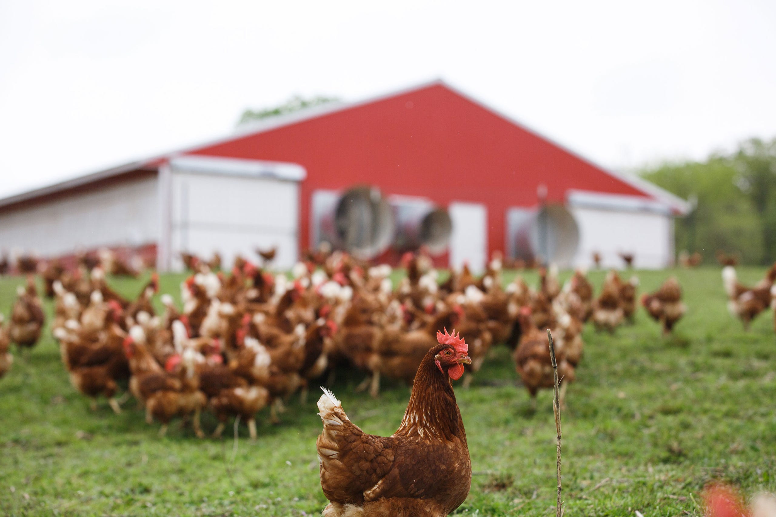 Pasture Raised Egg Controversy