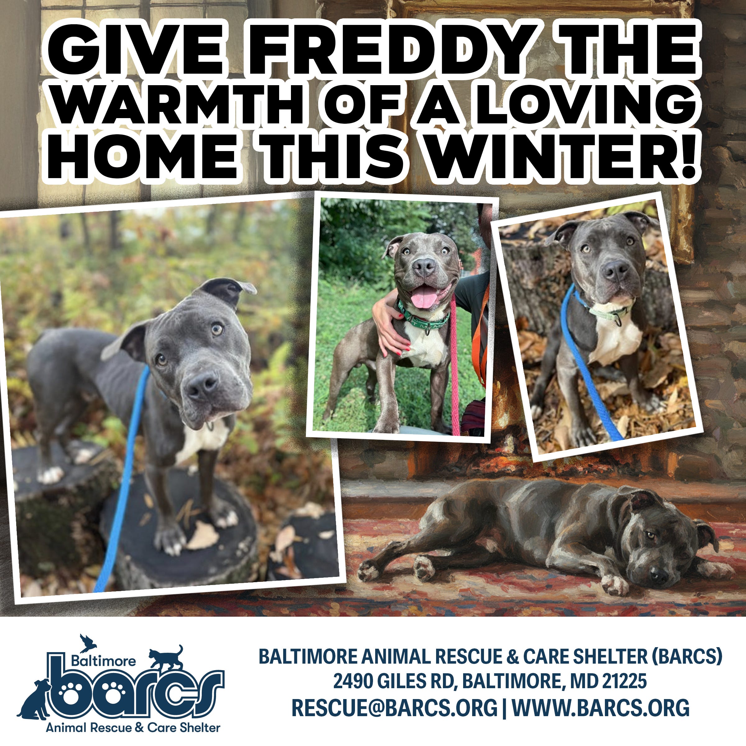 Freddy is a sweet, social, and snuggly companion who came to the ...