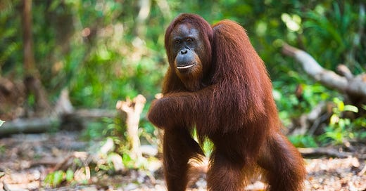 CAN FICTION HELP US THRIVE? | Substack