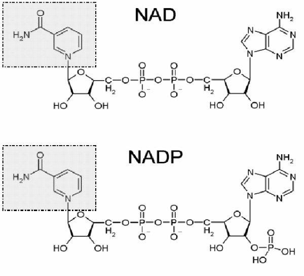 The Difference Between NAD, NADH, NADP, NADPH, FAD, and FADH2