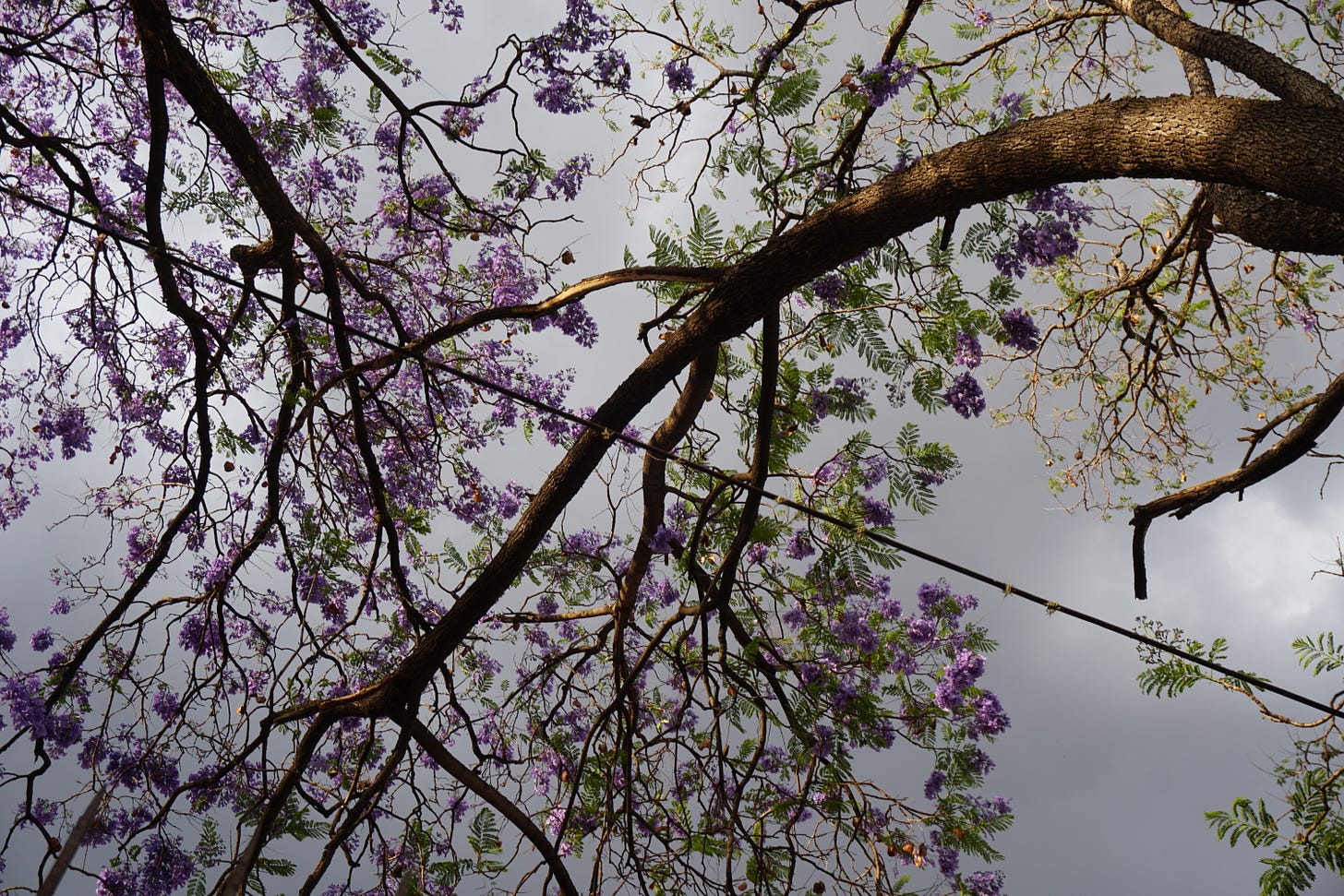 The Story of Mexico's Jacaranda Trees - by Jacob Dean