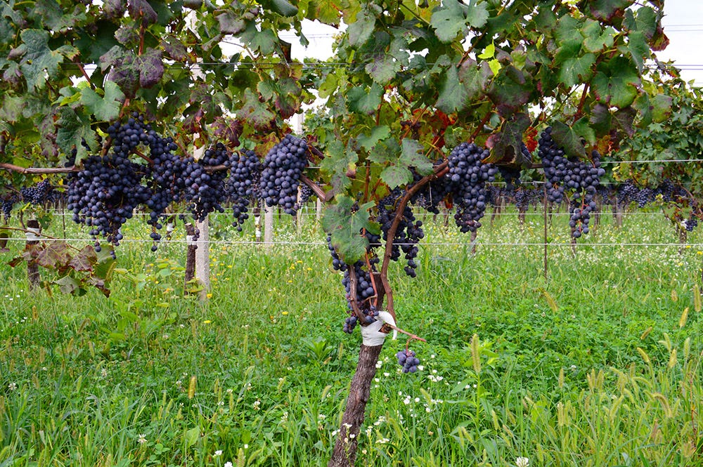 Vineyard Management Series: Grafting a Vine