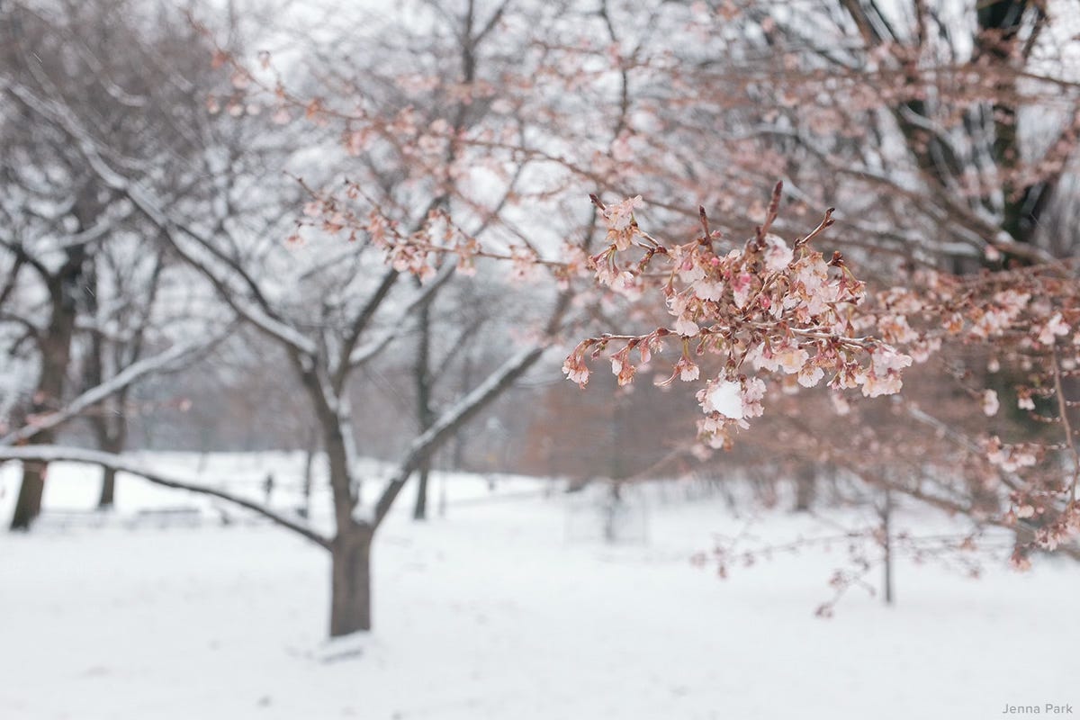 cherry trees in winter