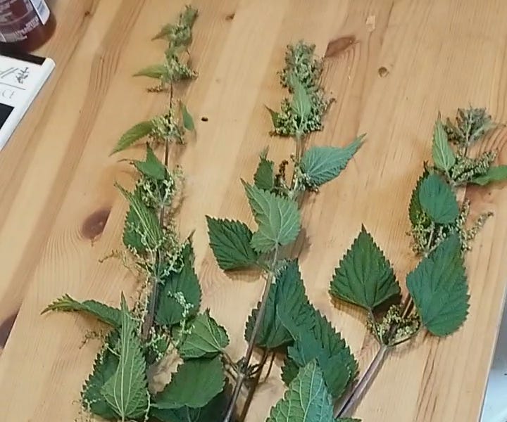 How much nettle and how to prepare it? - by XdrX