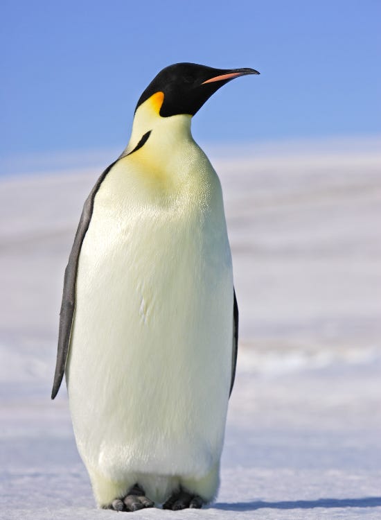 Meet the 18 Penguins of the World (Yes, There Are That Many!)
