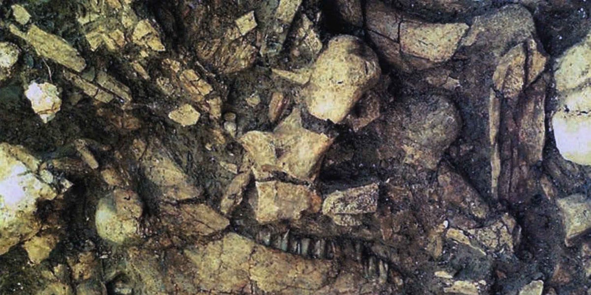 Neandertals hunted dangerous prey. How they killed them.