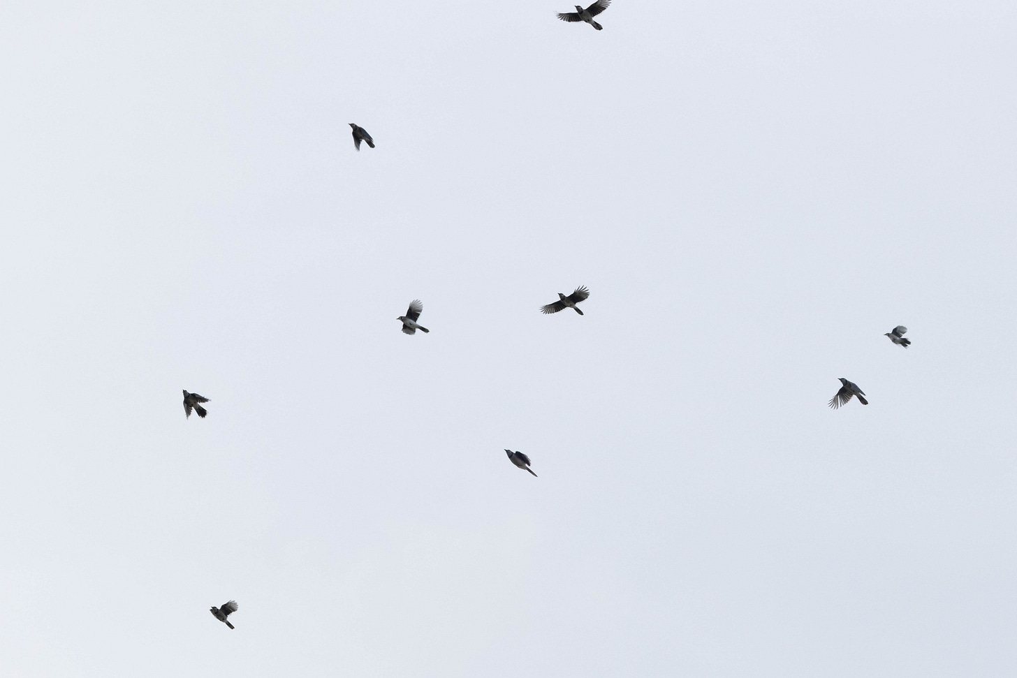 the mysterious flight of the blue jays