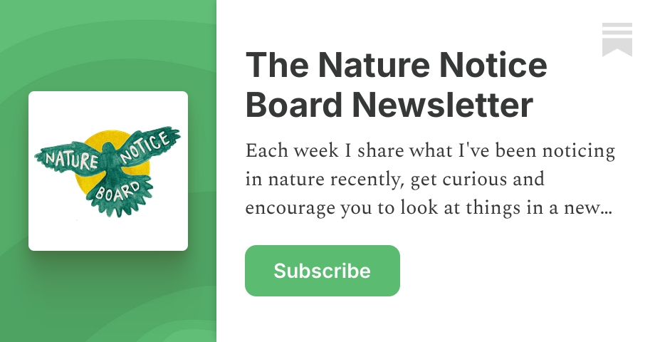 Substacks recommended by Zabby | The Nature Notice Board Newsletter