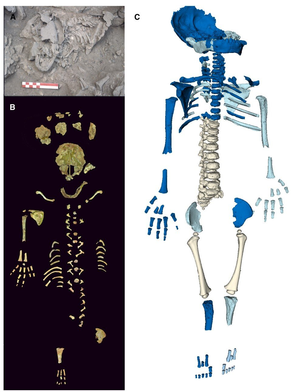 The Neanderthal Infant Whose Bones Were Already Older Than Its Teeth