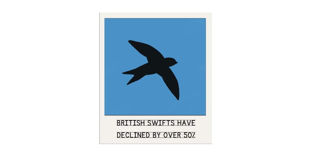 How To Help Save Our Stunning Swifts - by Vicky Wren