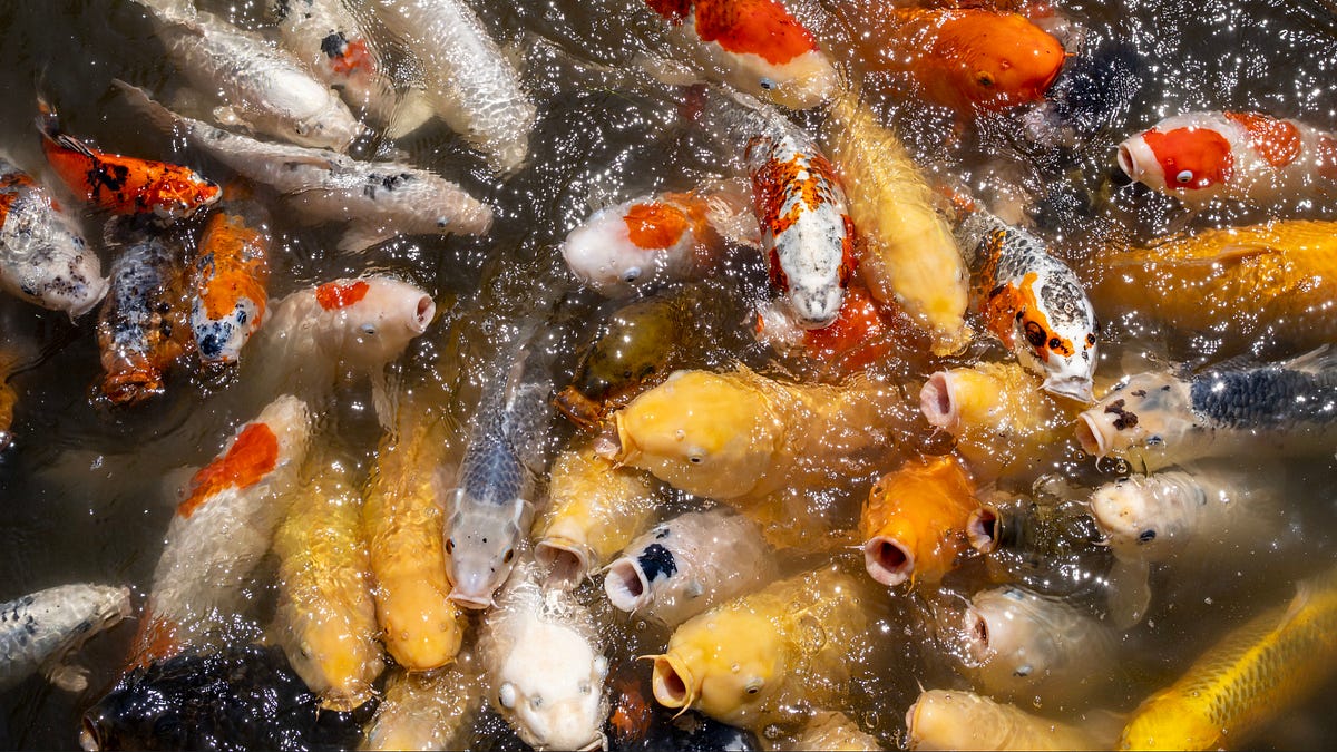 Command & Staff - Borrowing with Pride