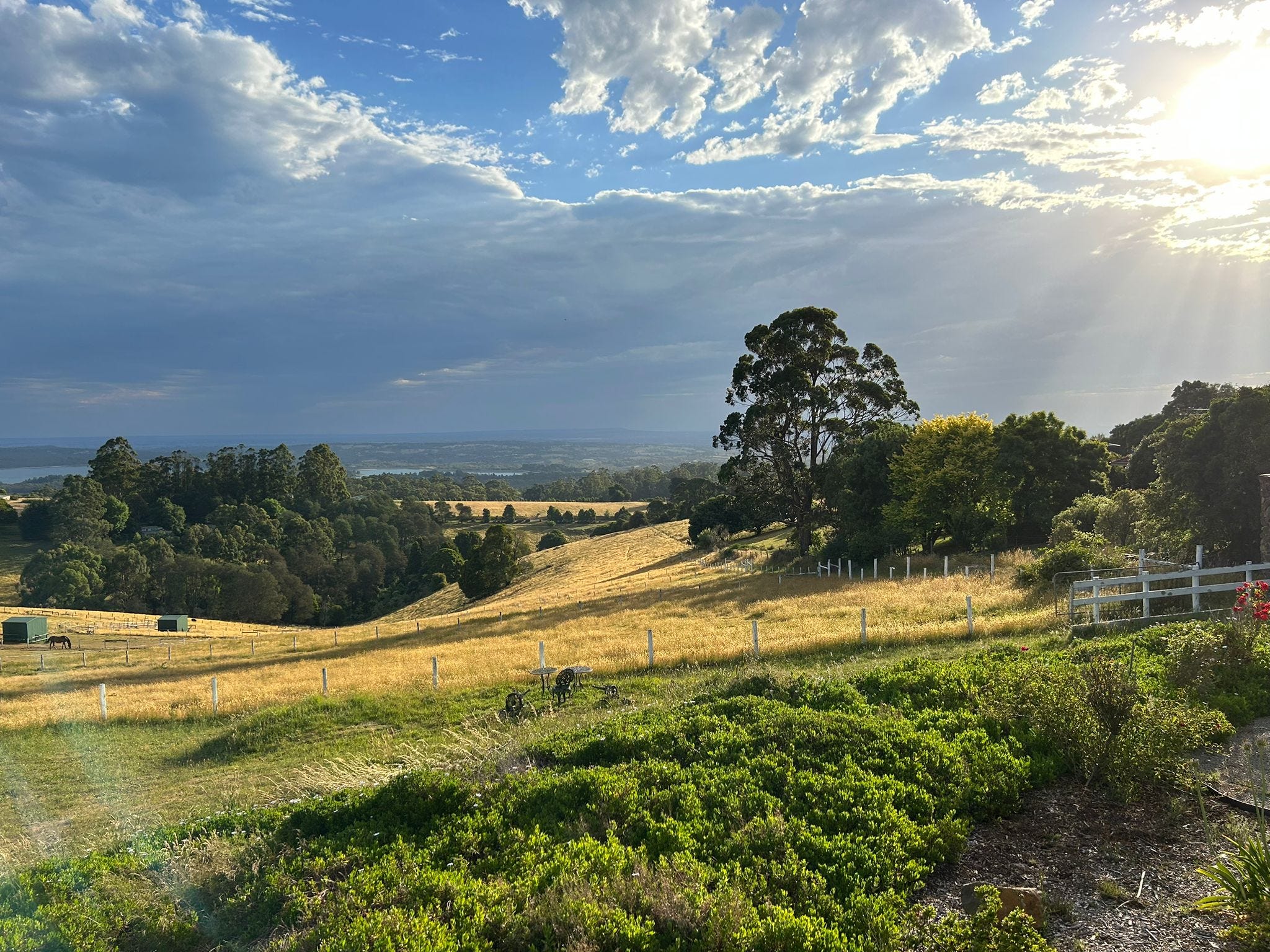 Phoenix Rising - by Barbra Levine Pakravan