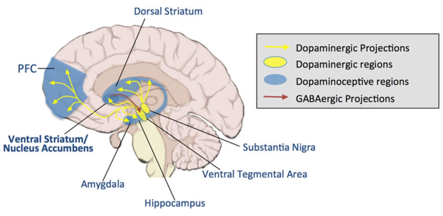 The Neuroscience of Social Media Likes: Why Your Brain Craves Them