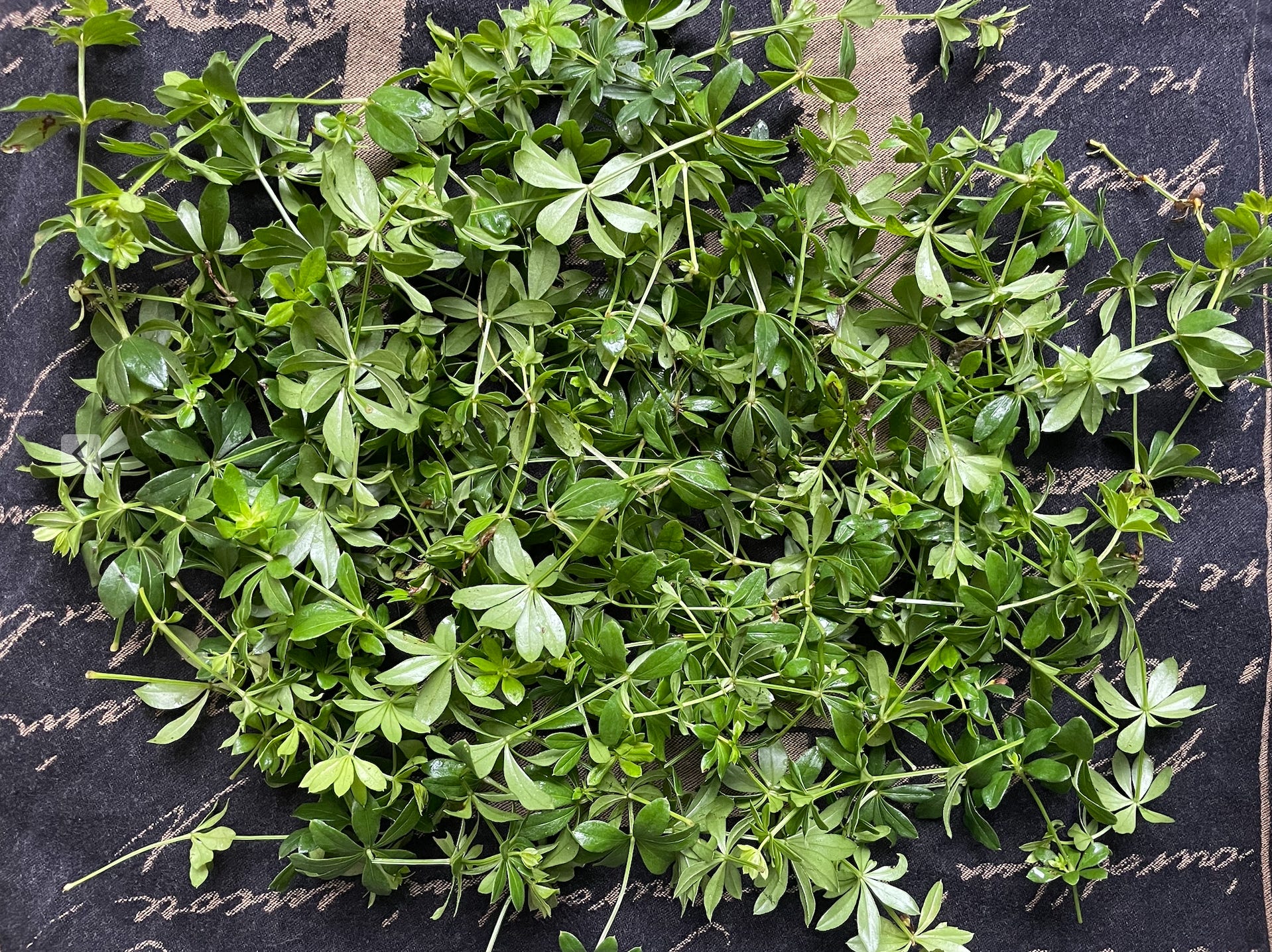 Day 3: Woodruff - by Claire Dinhut - CondimentClaire