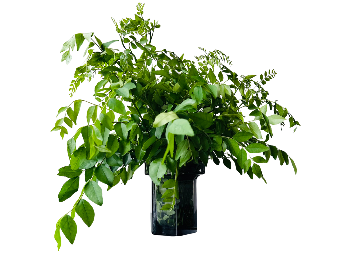 Curry Leaf Science Corner - by Lisa McLean