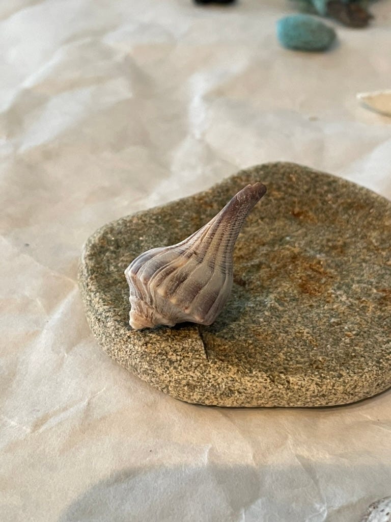 Jenny Haniver: The Bizarre Sea Creature Behind a Centuries-Old Maritime ...