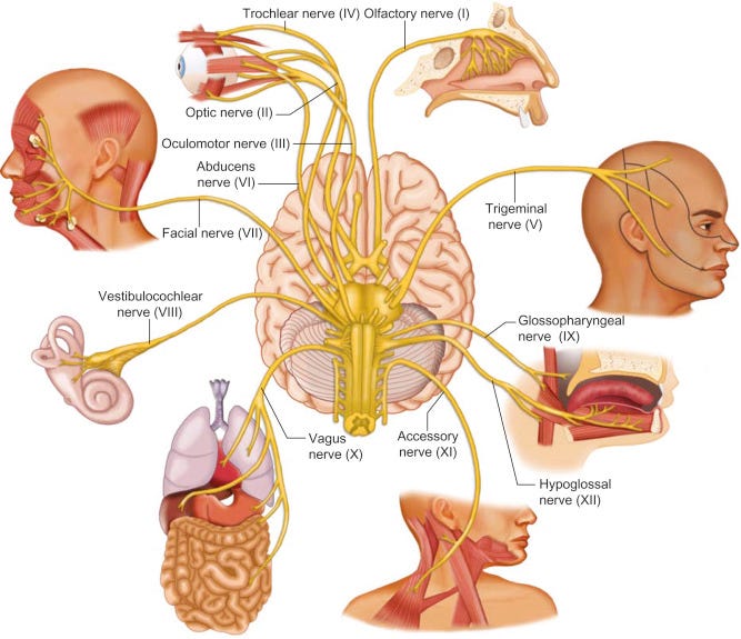 The Brainstem: The Missing Link in Migraines