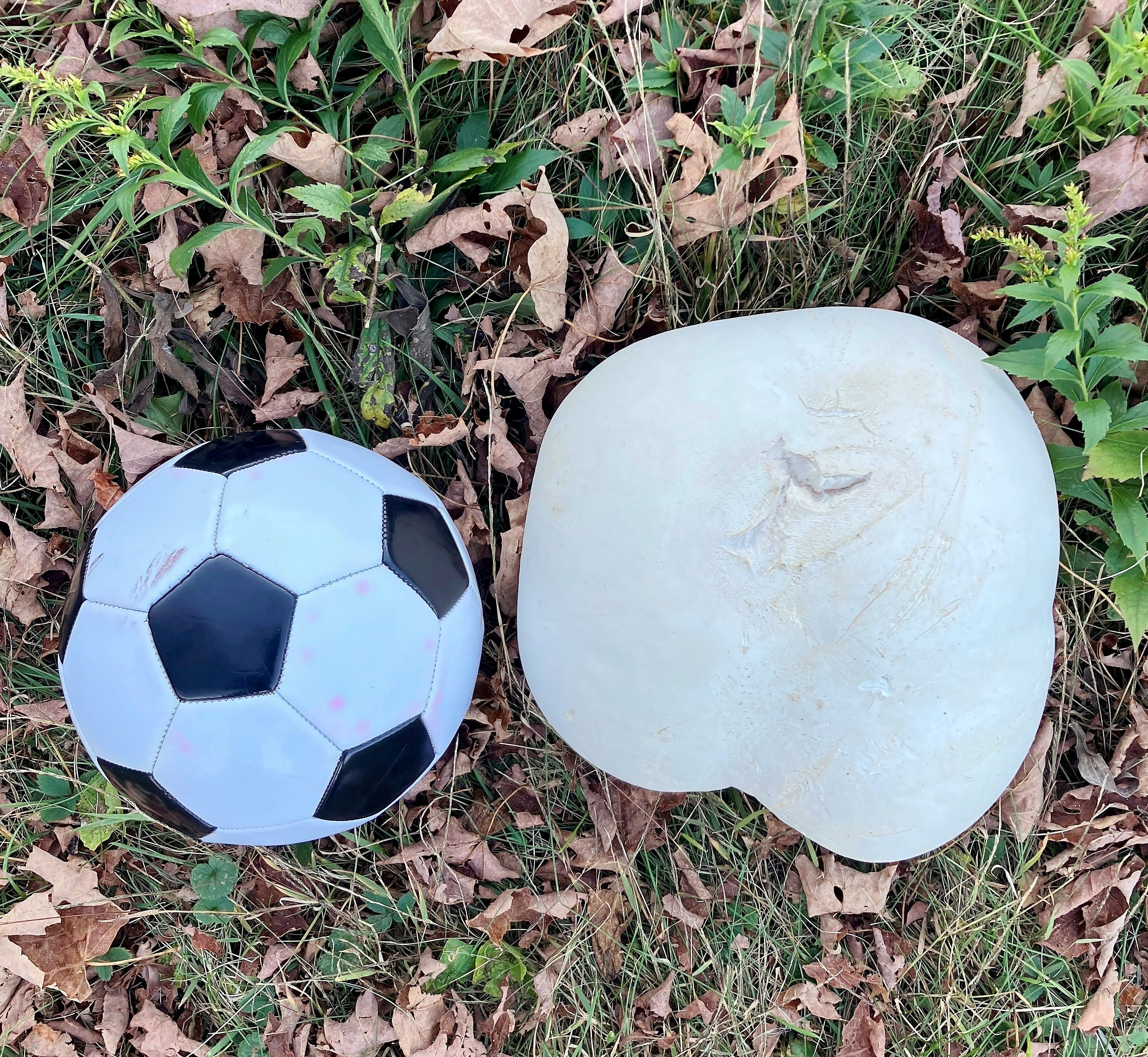 Giant puffball mushrooms - by Vermont Almanac Dispatches